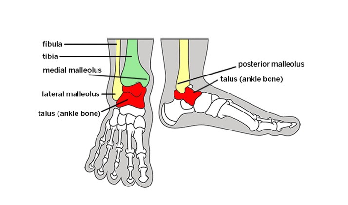 Learn about Total Ankle Replacement,Total Ankle Surgery | total ankle ...